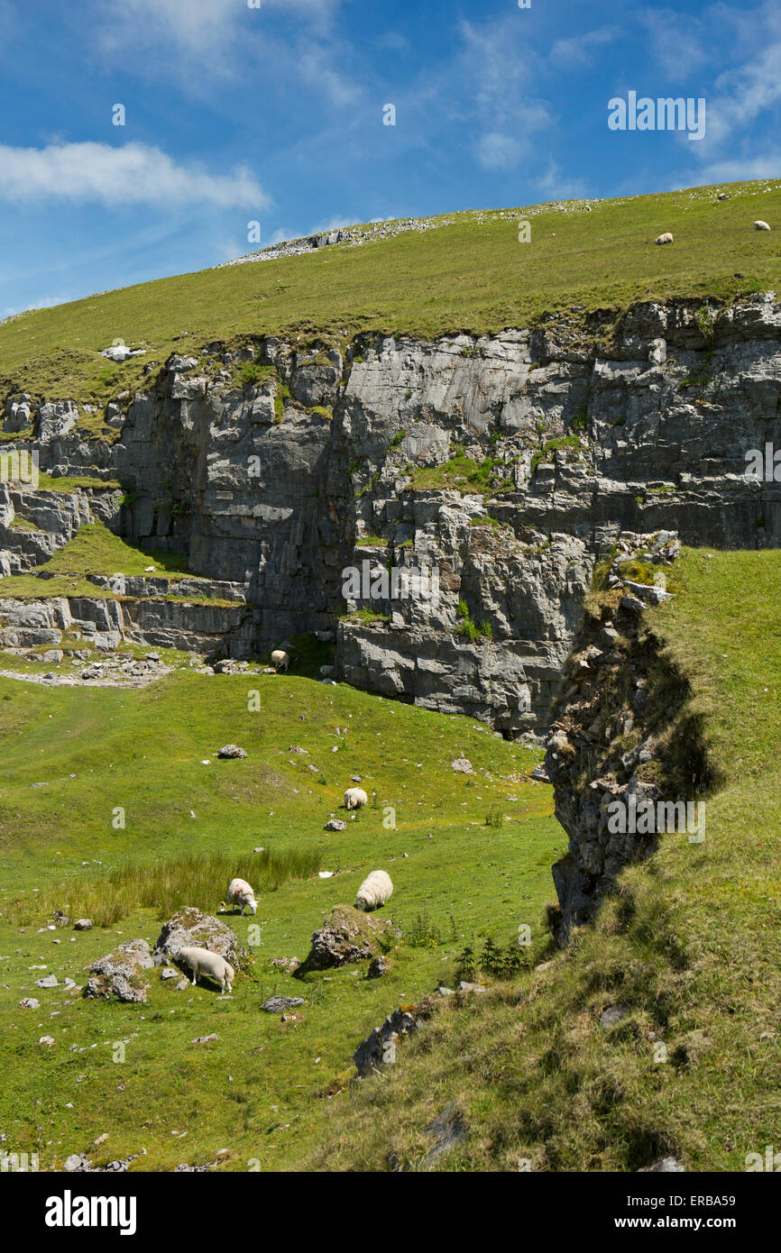 Welsh mountain black sheep hi-res stock photography and images - Alamy