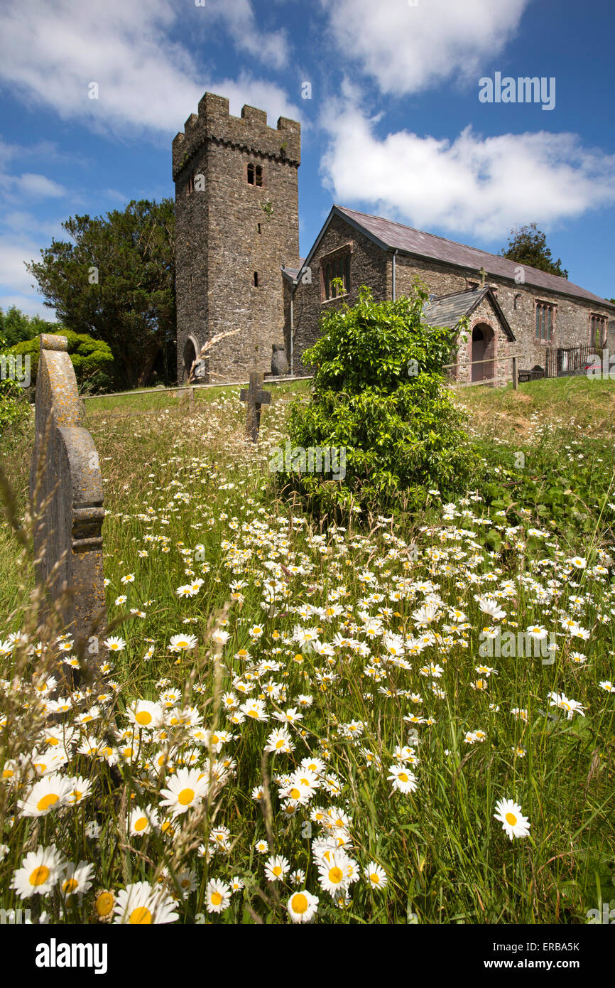 Welsh wild flowers hi-res stock photography and images - Alamy