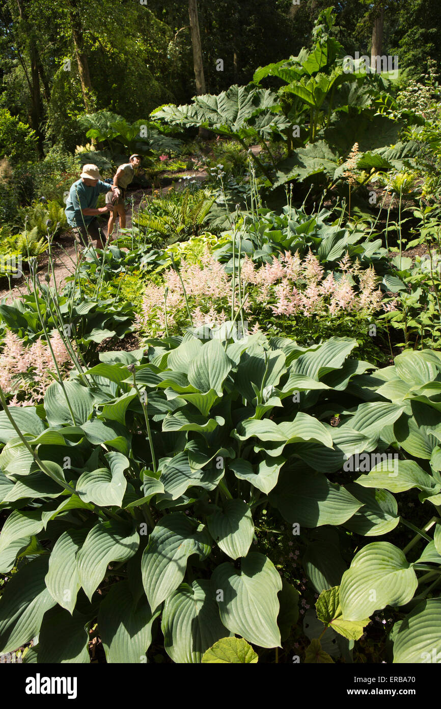 Hosta gardens hi-res stock photography and images - Alamy