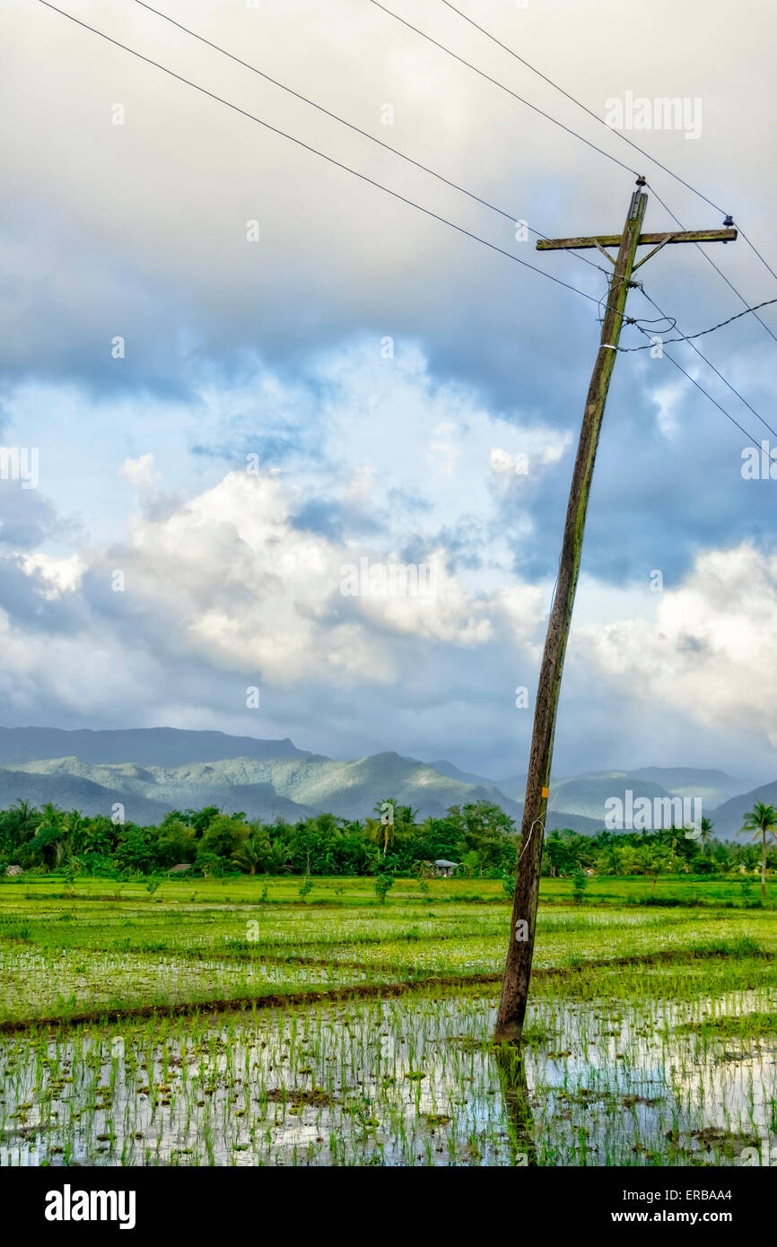 An electric post in the middle of a rice paddy with newly planted rice ...