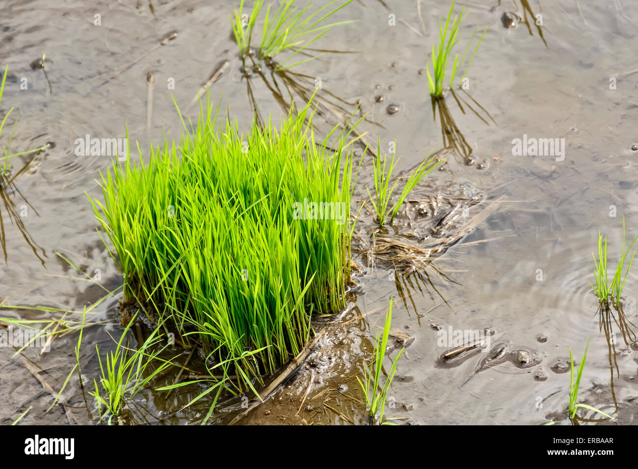 Philippines rice seedlings in rice paddy ready for the season's ...