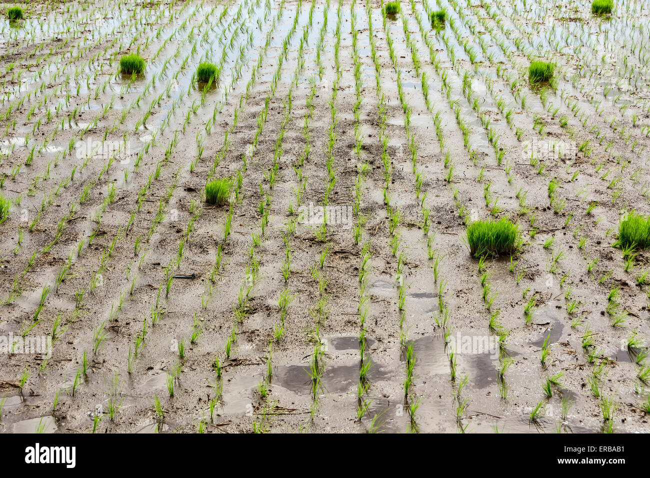 Newly planted rice seedlings in rice paddies Stock Photo - Alamy