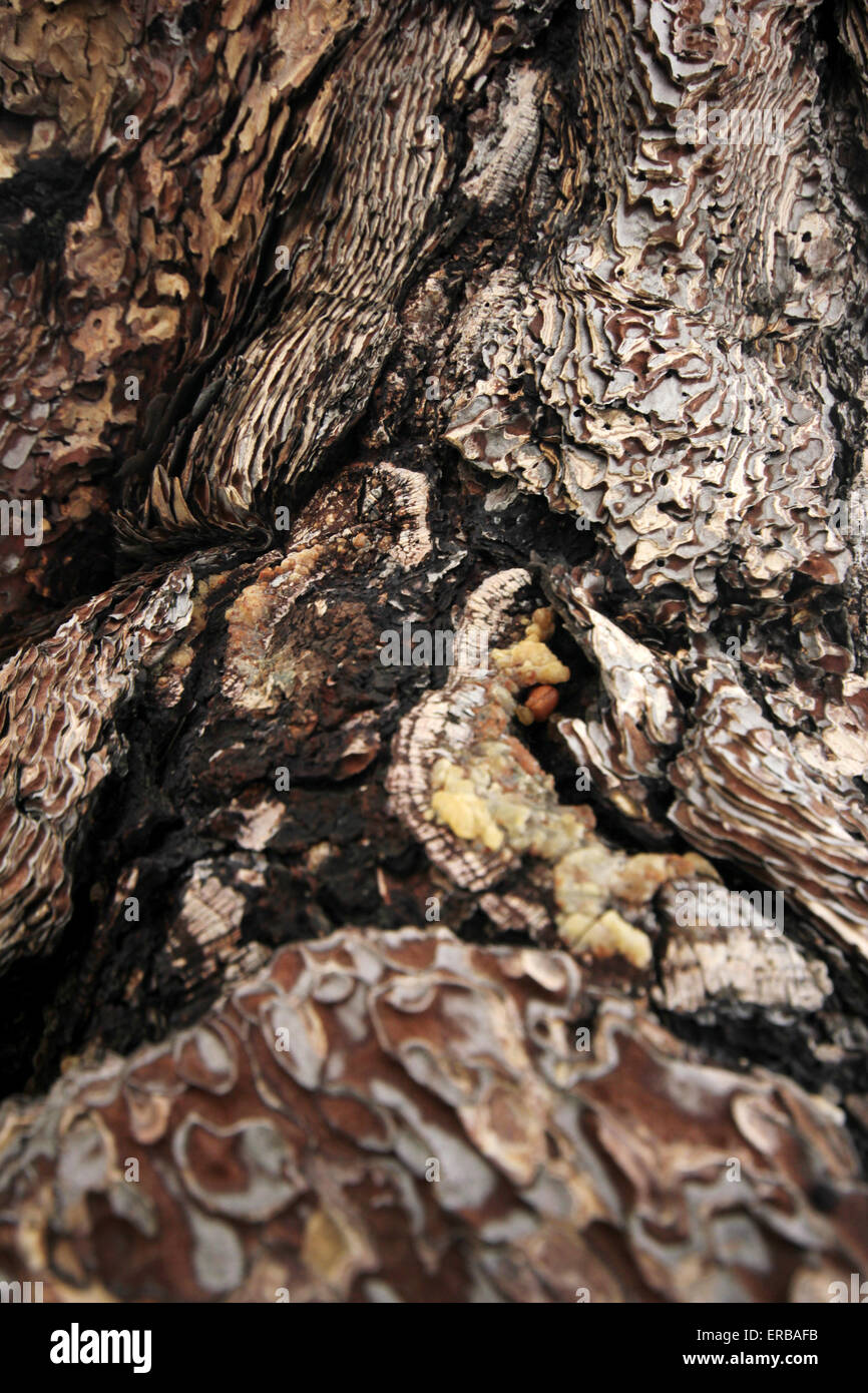 Closeup of tree trunk Stock Photo - Alamy