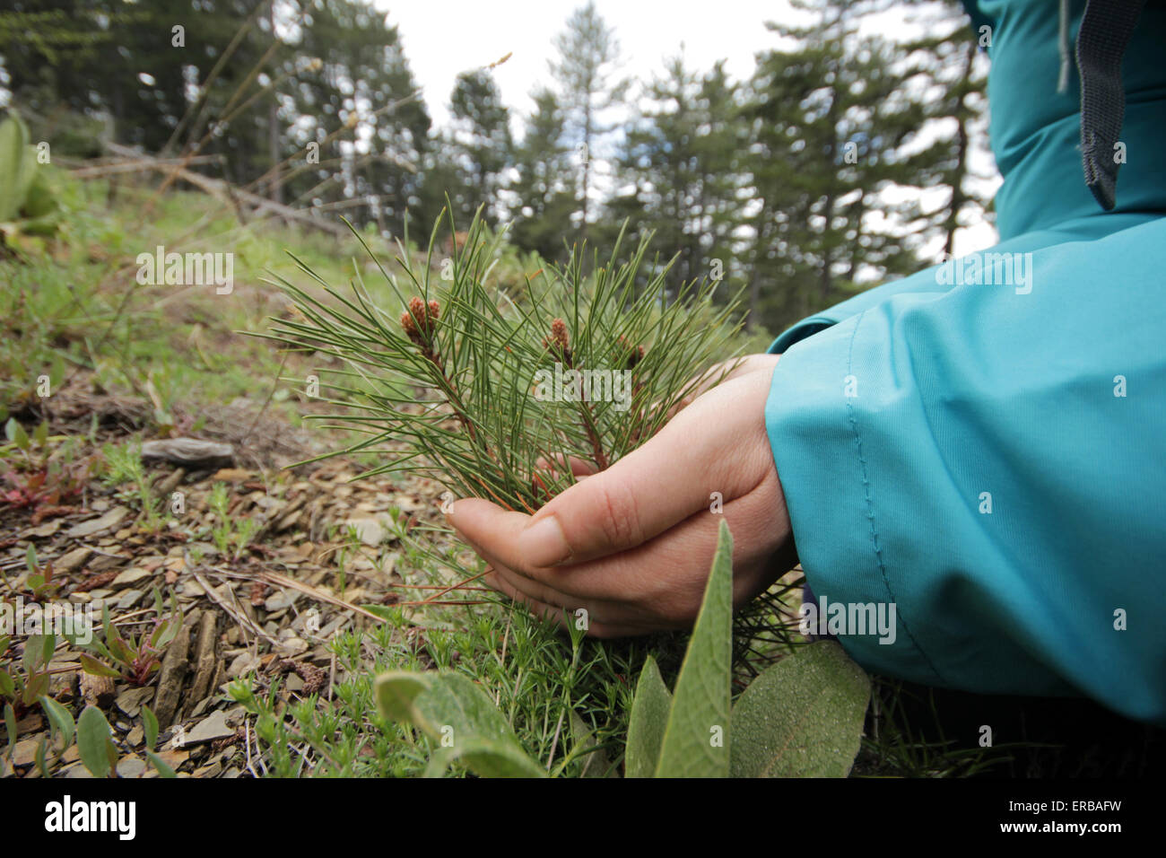 Plant pine tree human hi-res stock photography and images - Alamy