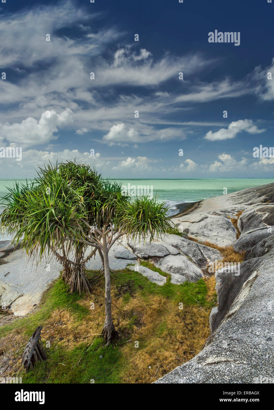Palm Tree on Stone at Island Stock Photo - Alamy