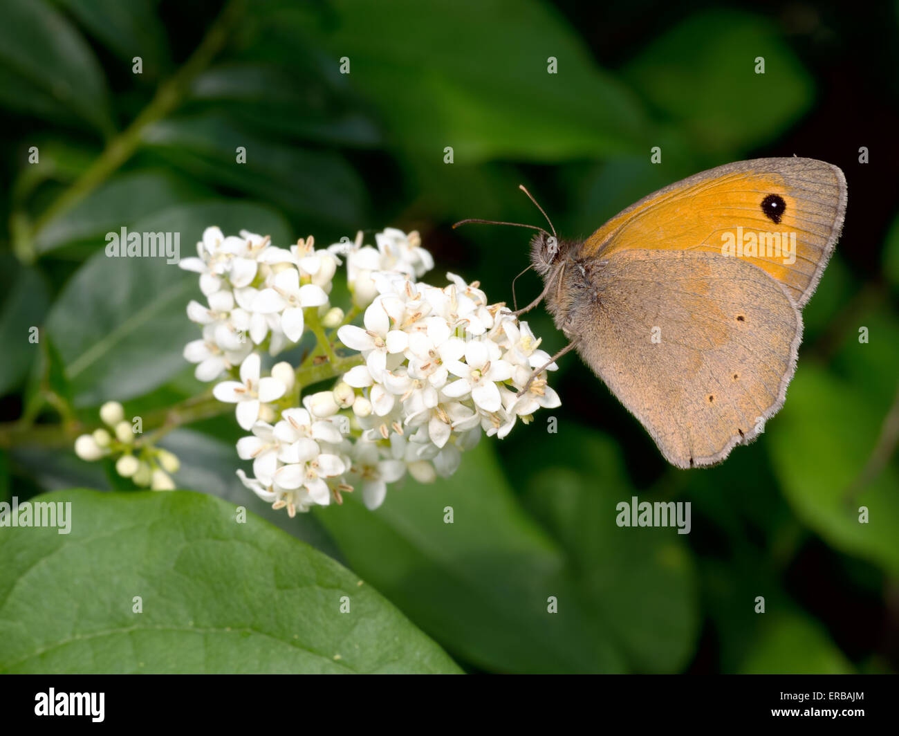 Maniola jurtina meadow brown butterfly feeding Stock Photo - Alamy