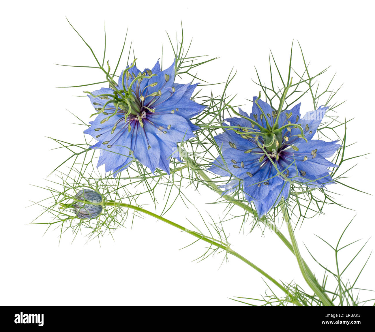 Beautiful spring annual. Love-in-a-mist Nigella damascena cottage ...