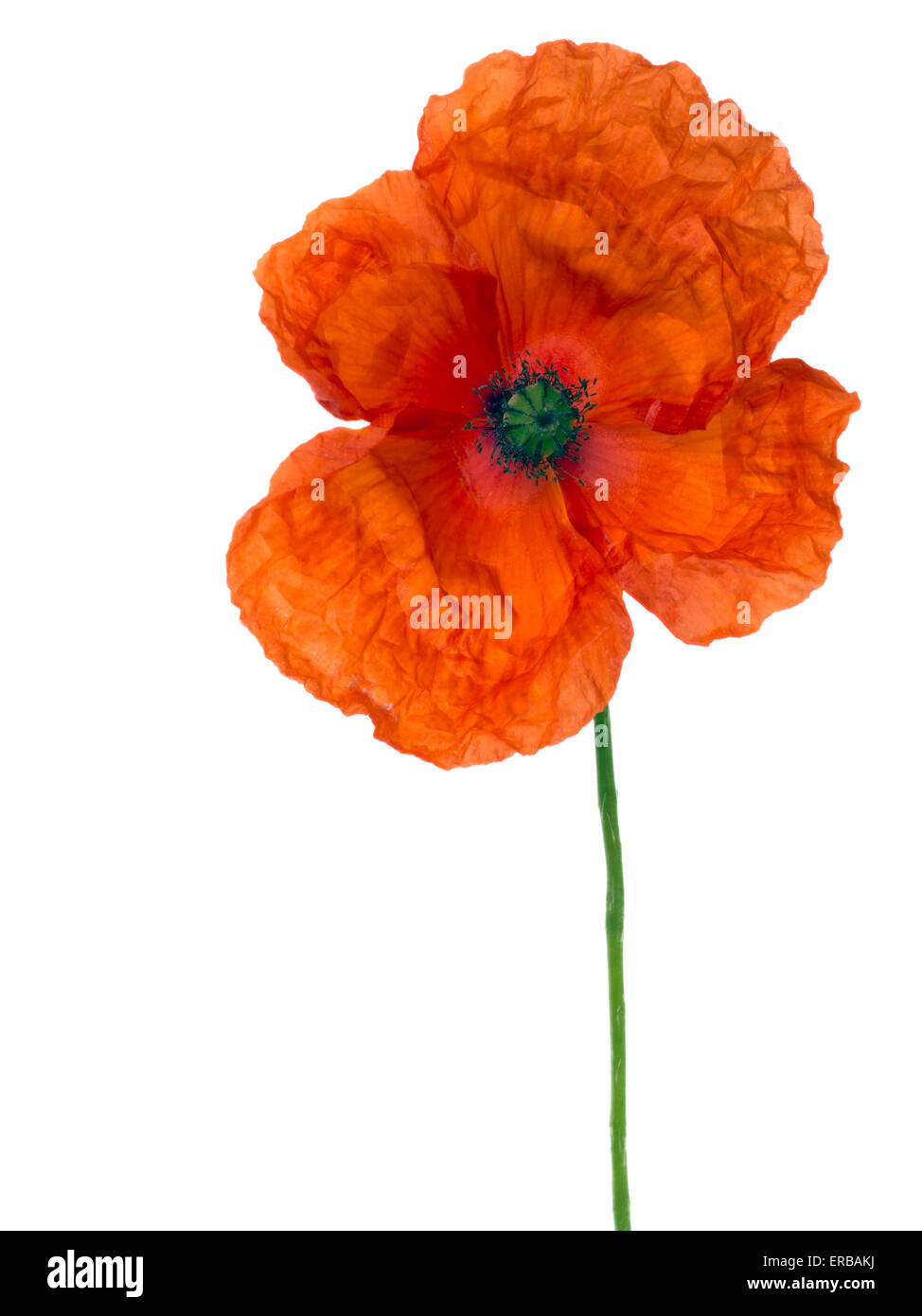 Flanders aka Red poppy, wild, isolated on white Stock Photo - Alamy