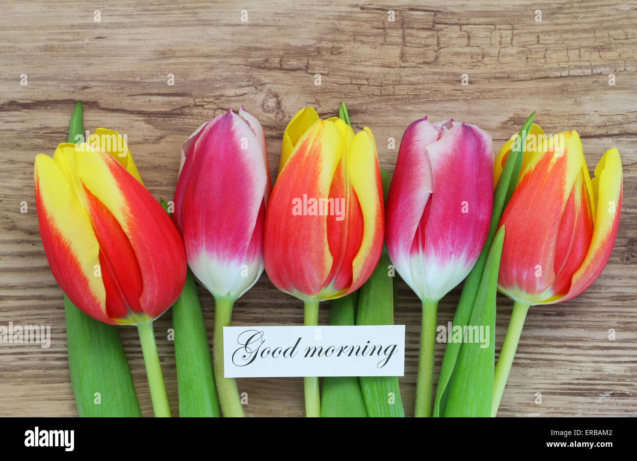 Good morning card with colorful tulips Stock Photo - Alamy