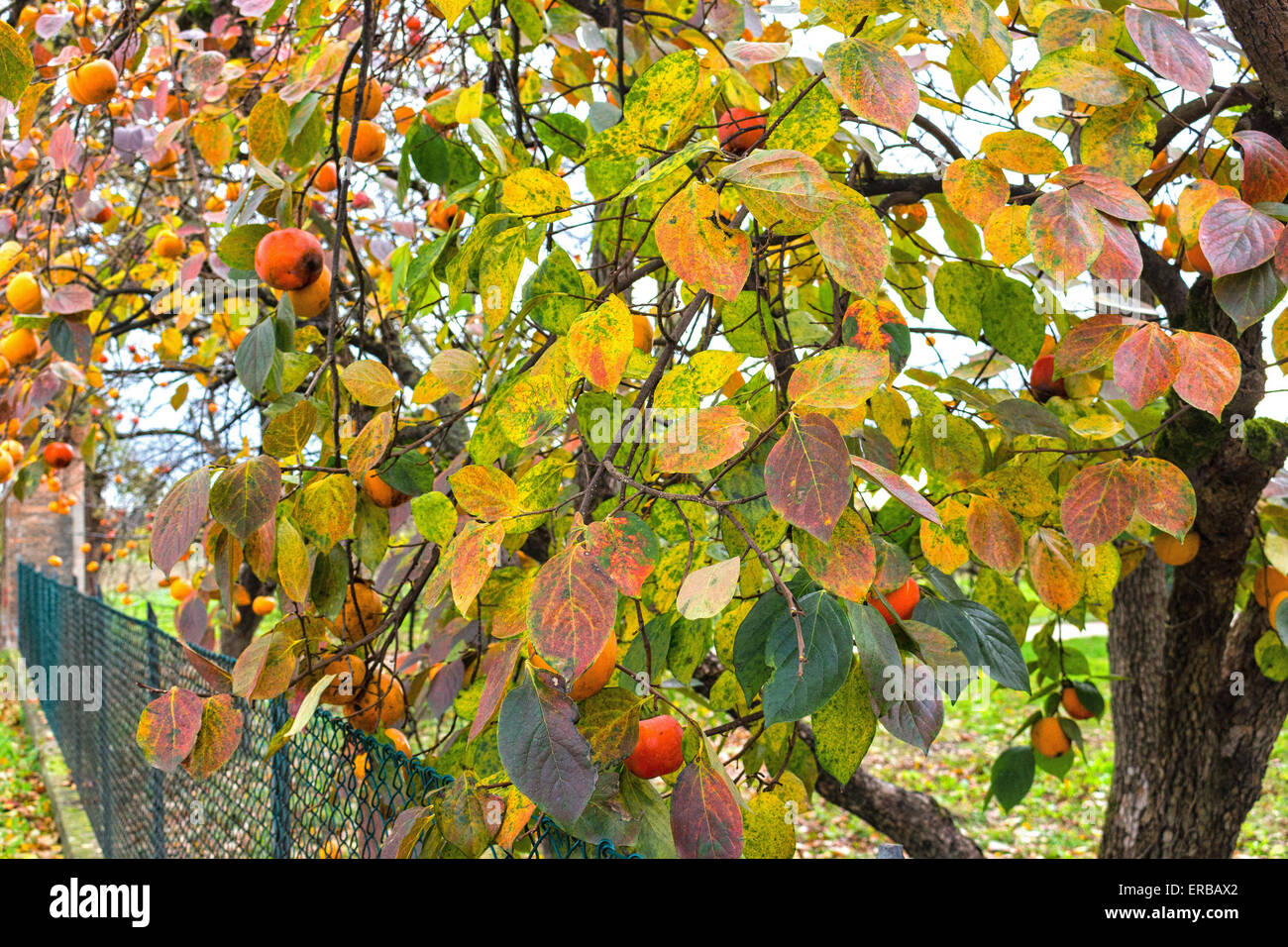 Persimmon, Diospyros kaki, tree: brown branches and orange fruit among ...