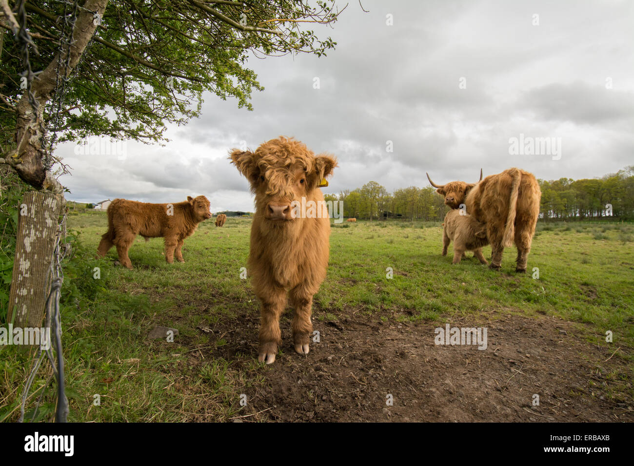 Highland cattle in Scotland - cow with calves Stock Photo - Alamy