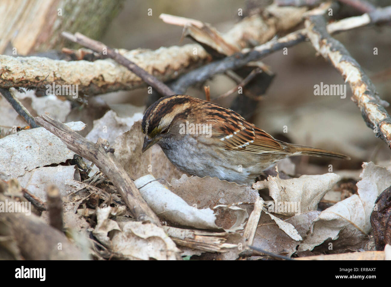 White-throated sparrow (Zonotrichia albicollis), tan morph Stock Photo ...
