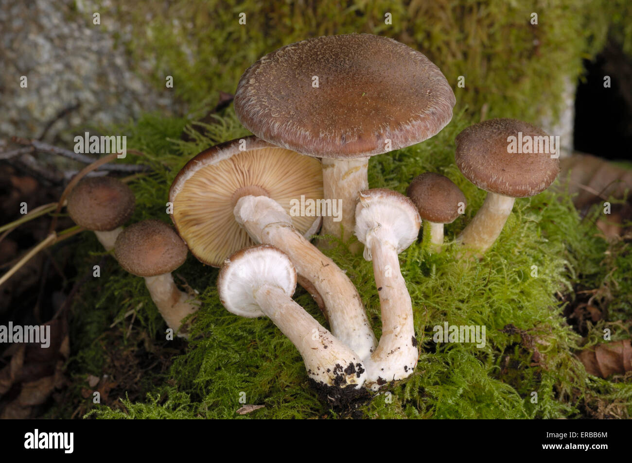 Armillaria Ostoyae Edible