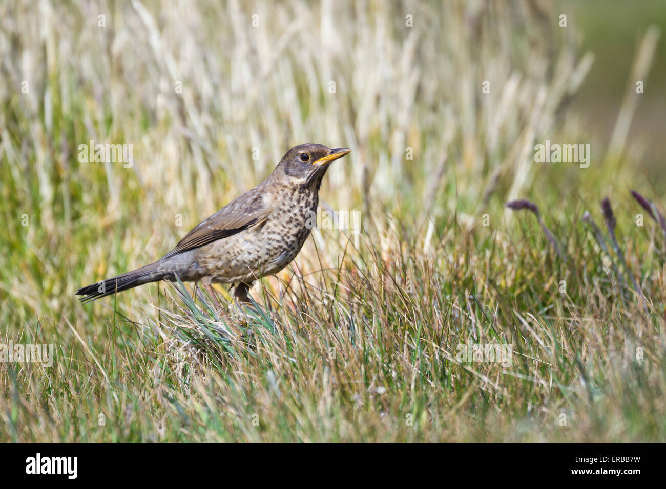 Austral thrush Turdus falklandii, juvenile, foraging on grassland, New ...