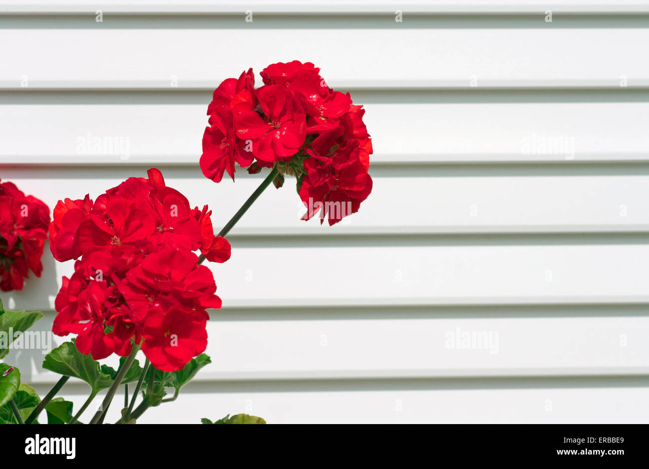 Red geraniums against white background with free space for text Stock ...