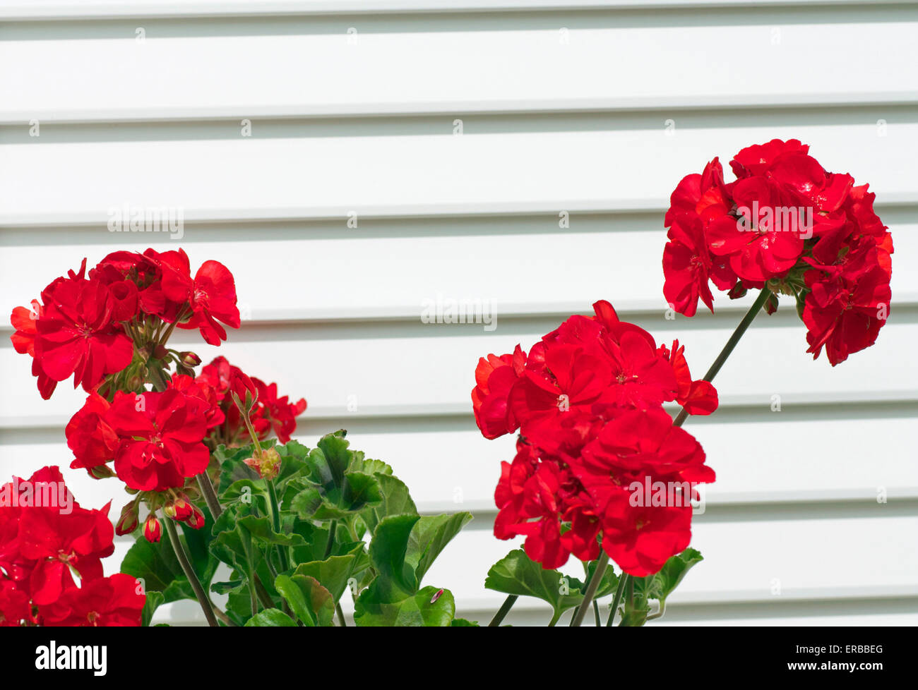Bright Crimson Red Geraniums against white shutters with space for text ...