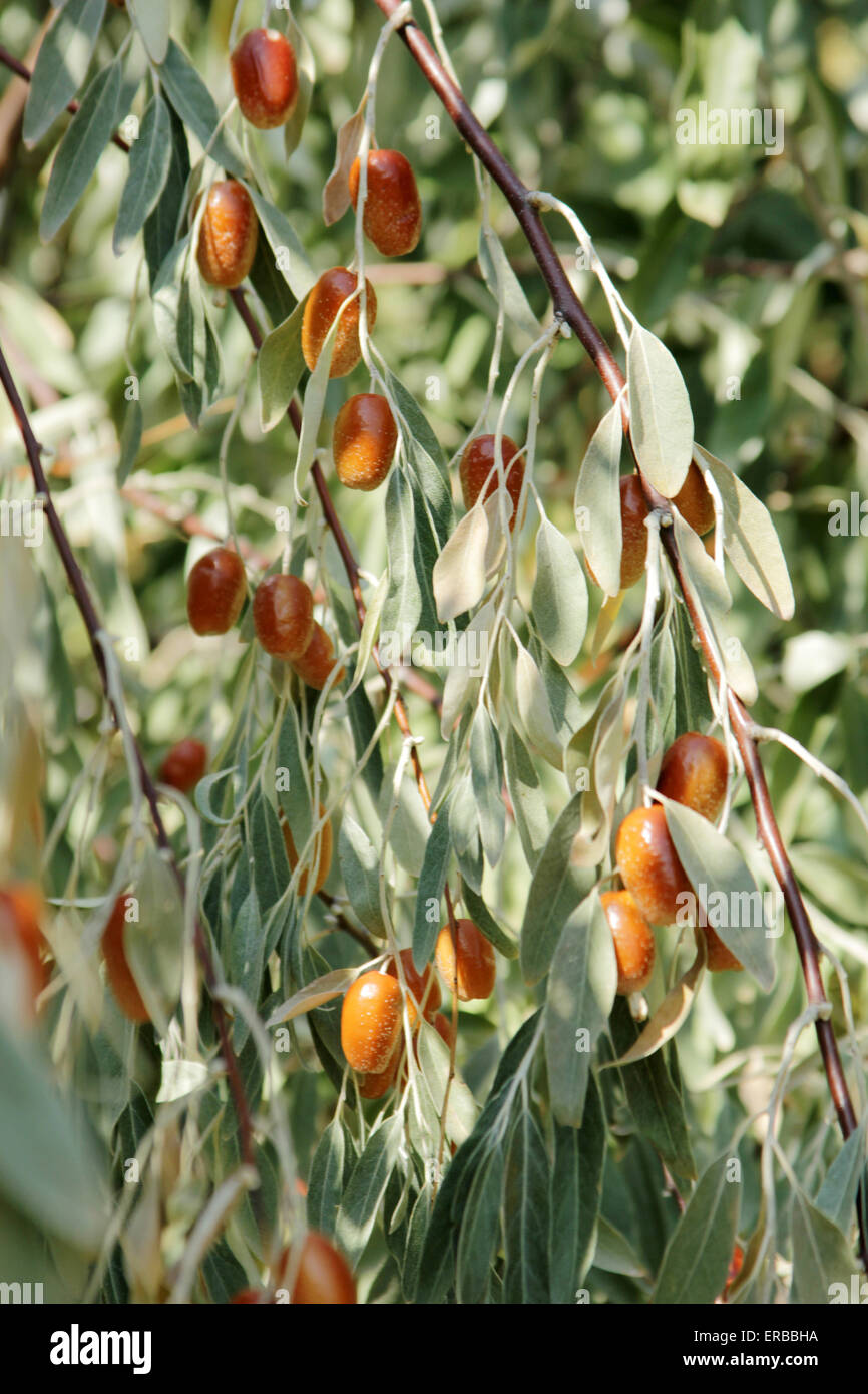 Cloese Up High Resolution Stock Photography and Images - Alamy