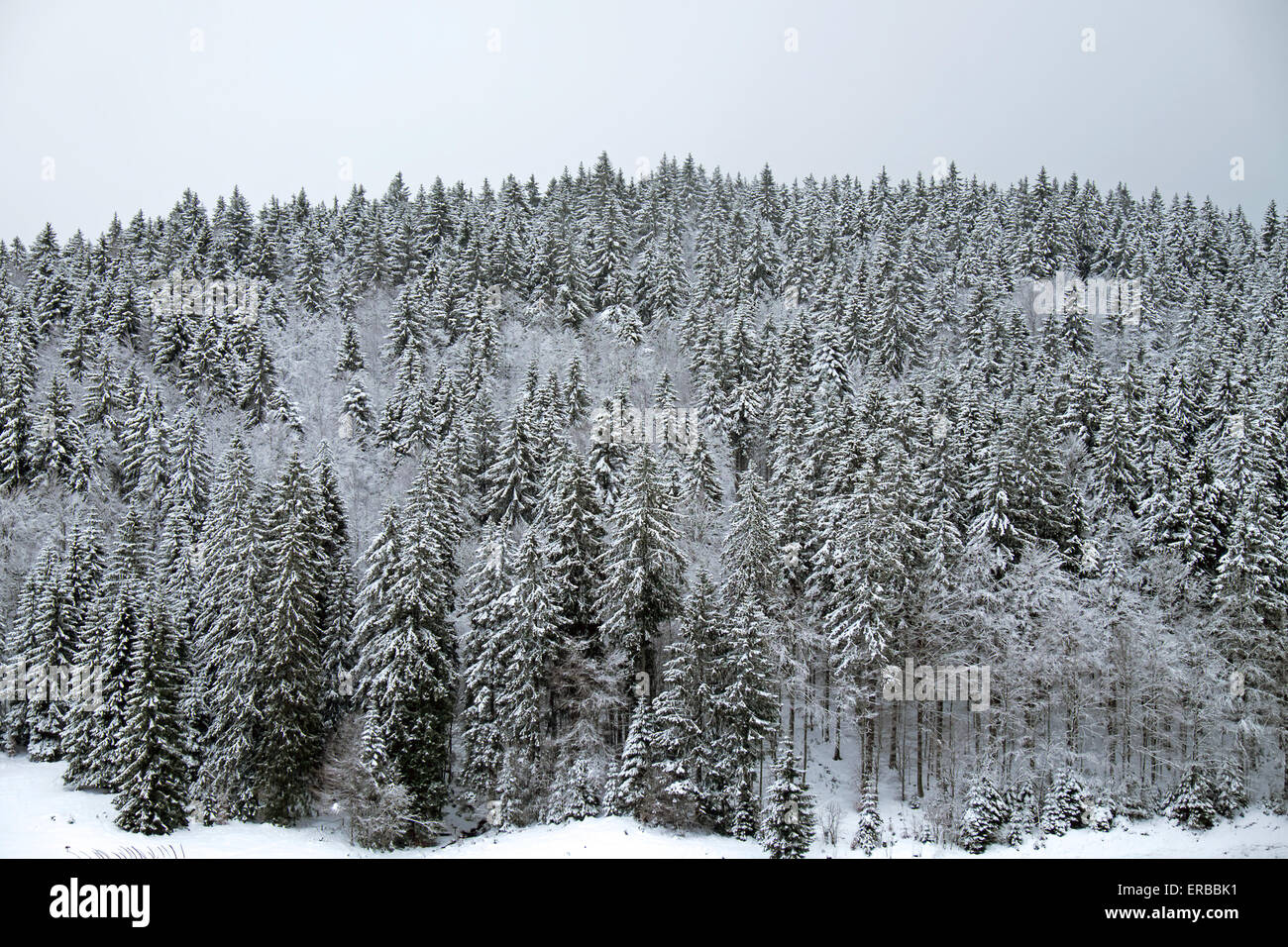 Winter landscape in the Black Forest, Germany Stock Photo - Alamy