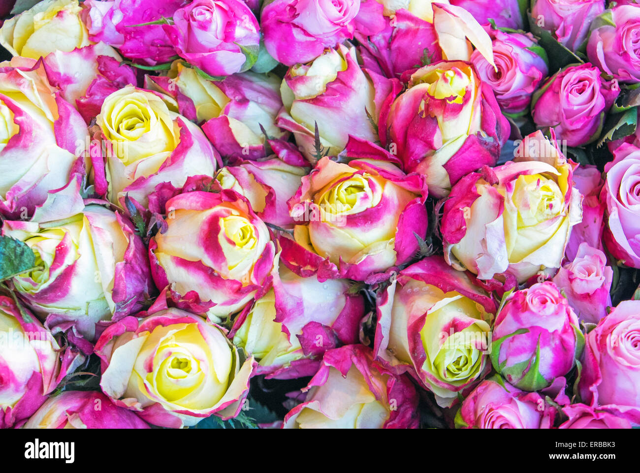 A beautiful background from roses, seen at a market Stock Photo - Alamy