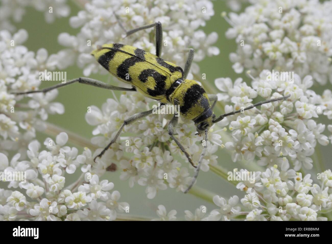 Wasp Beetle - Cerambycid (Chlorophorus varius) on umbellifer in summer ...