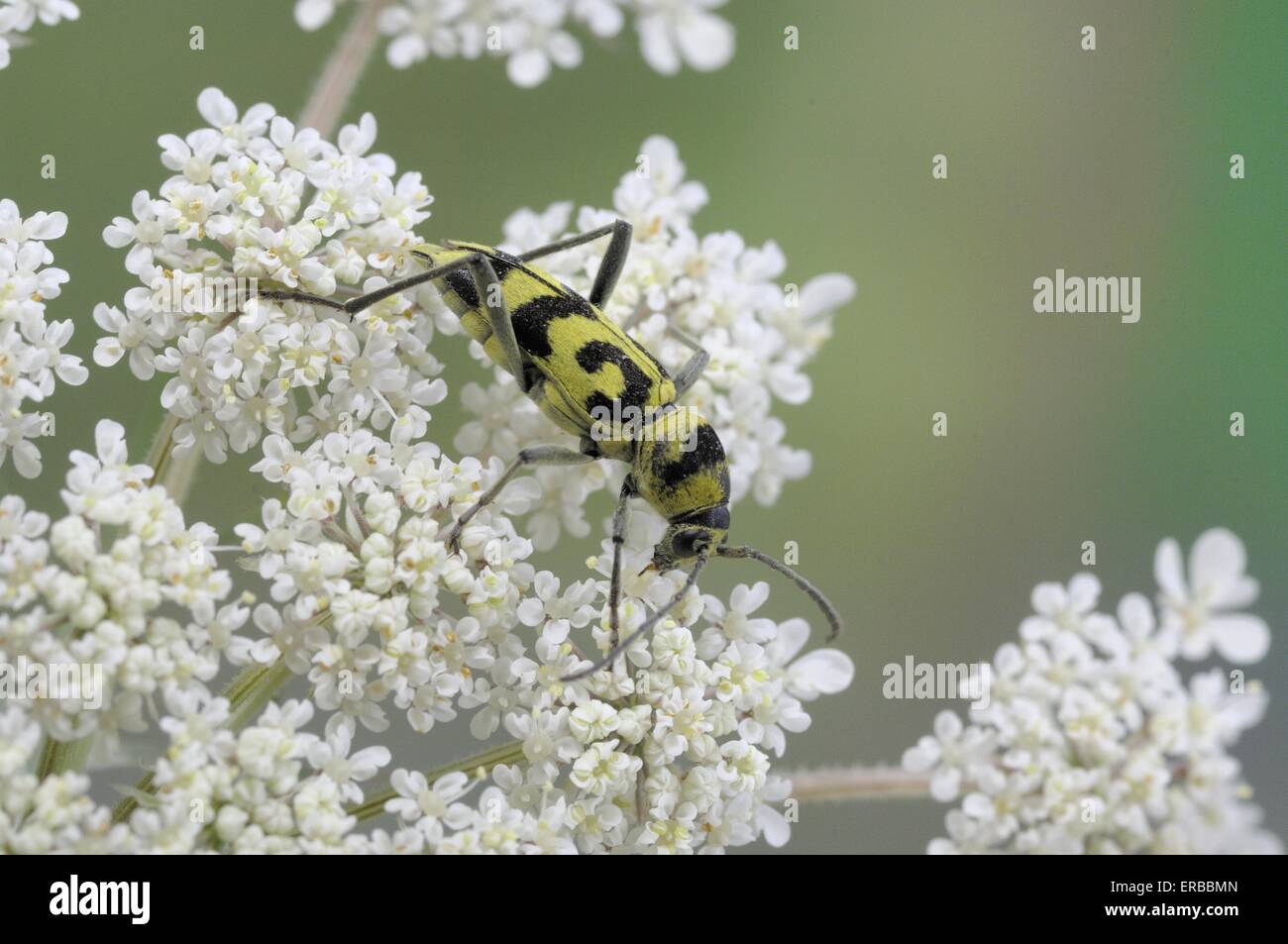 Wasp Beetle - Cerambycid (Chlorophorus varius) on umbellifer in summer ...