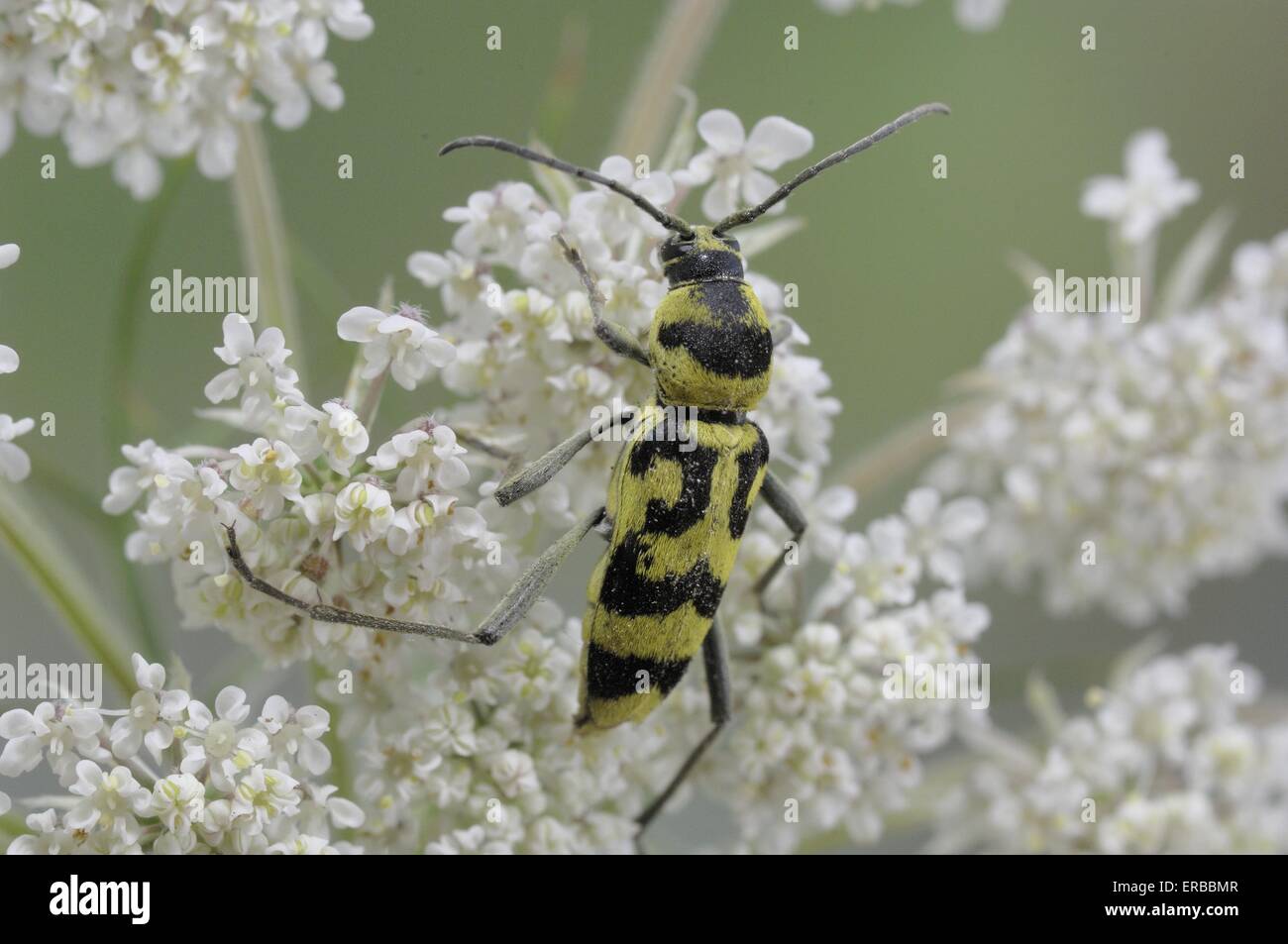 Wasp Beetle - Cerambycid (Chlorophorus varius) on umbellifer in summer ...