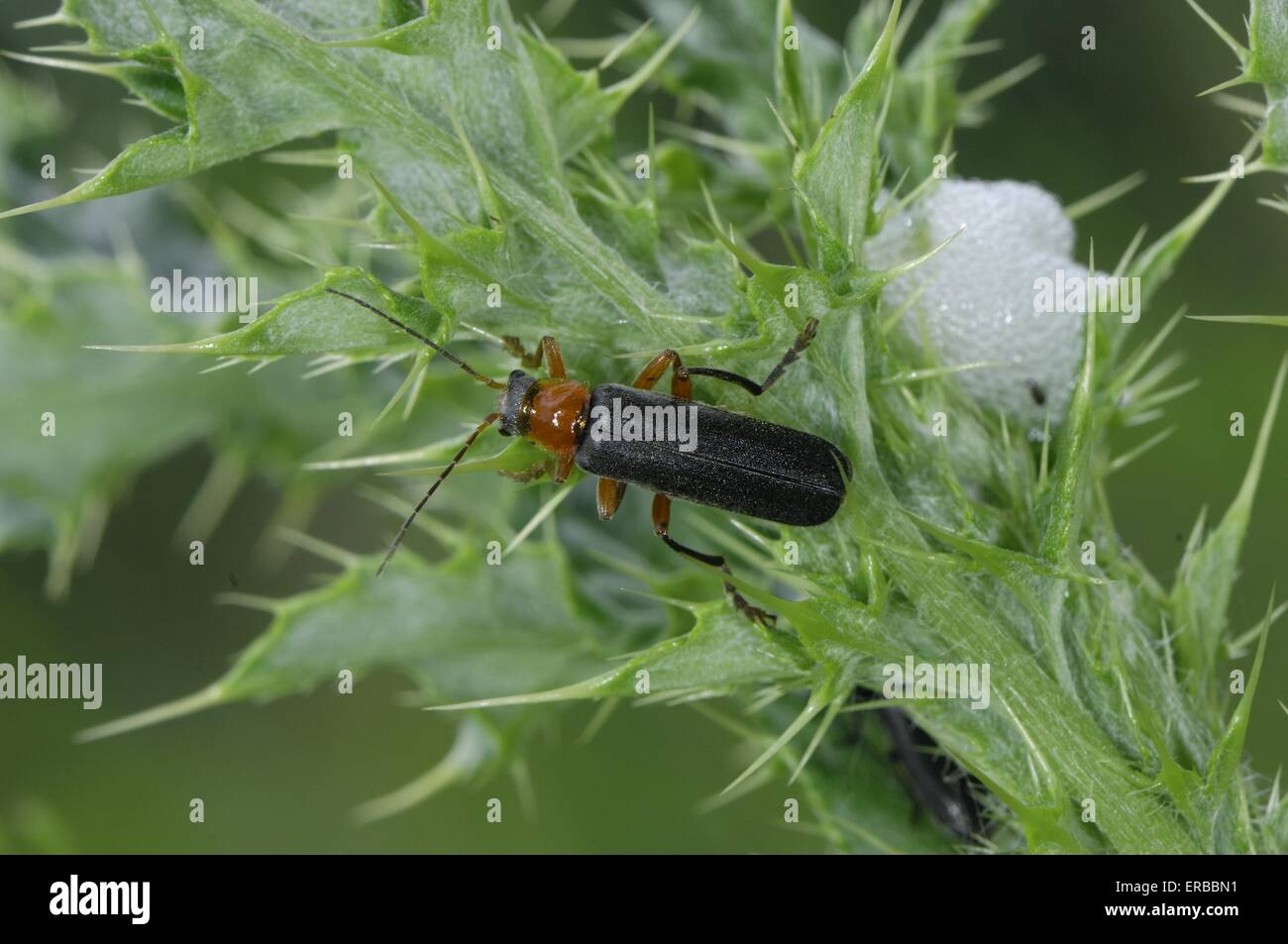 Soldier Beetle (Cantharis rustica) on thistle near Cuckoo-spit Ardenne ...