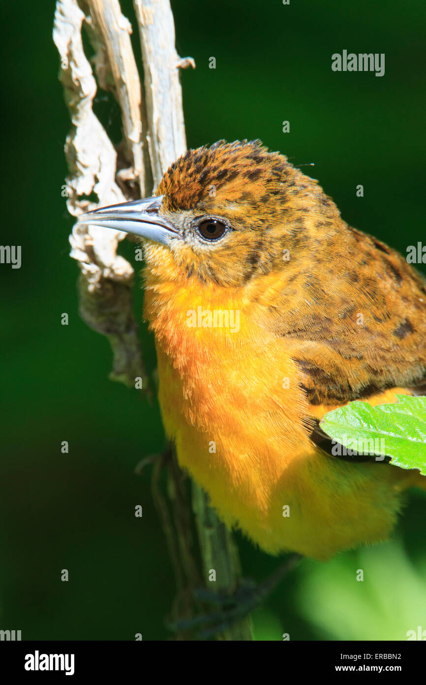 Baltimore oriole female hi-res stock photography and images - Alamy