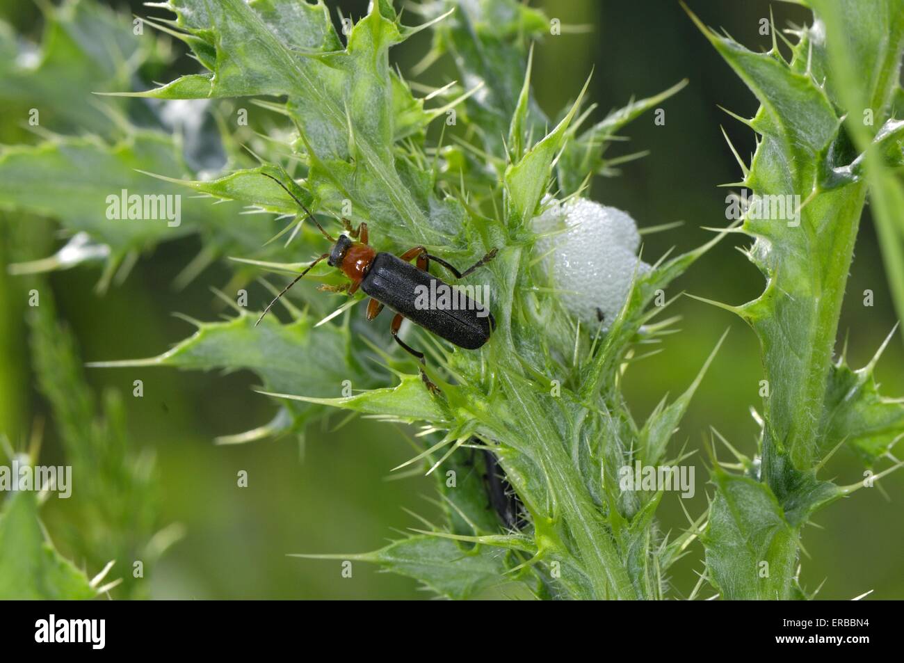 Soldier Beetle (Cantharis rustica) on thistle near Cuckoo-spit Ardenne ...