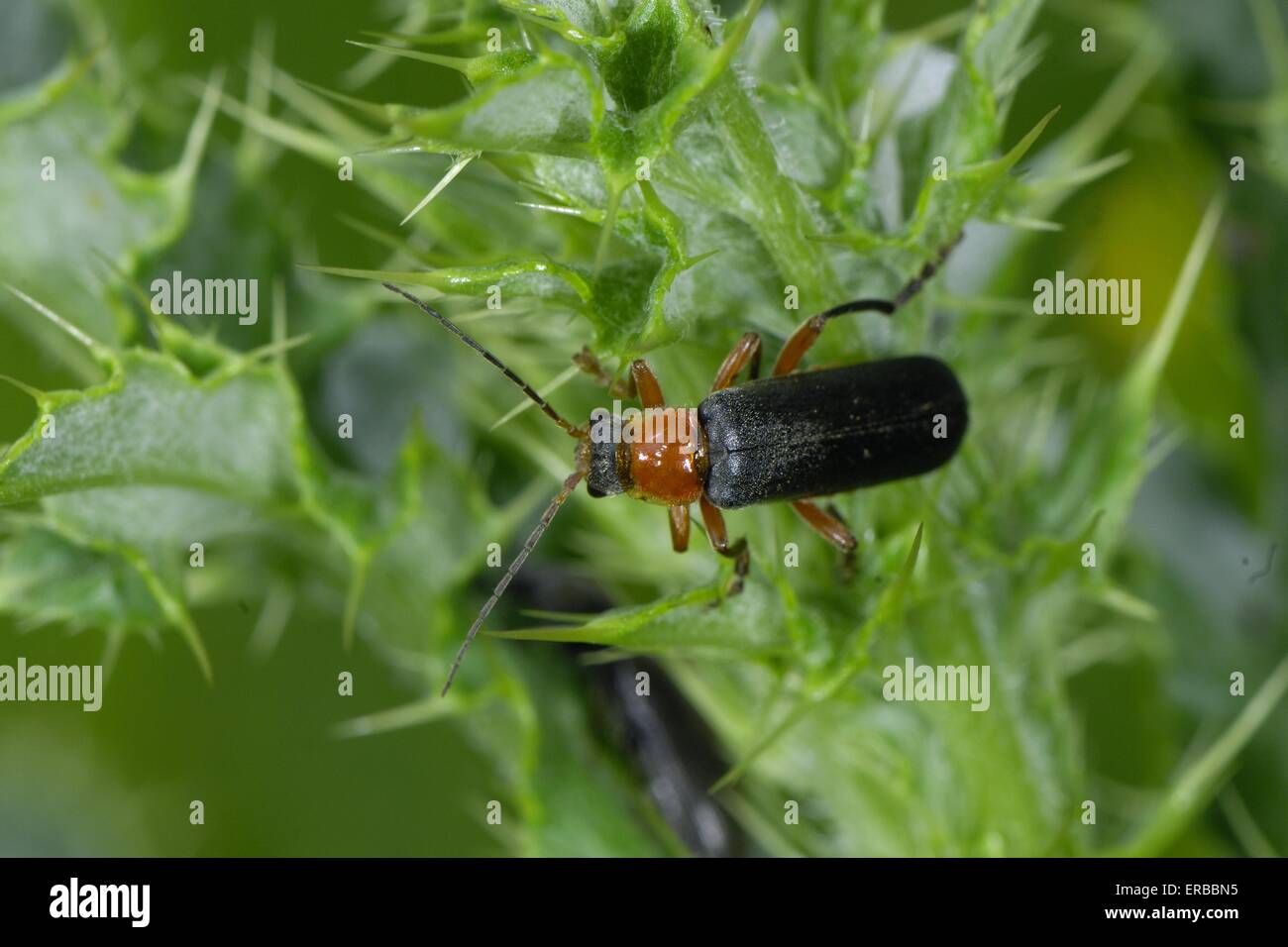 Soldier Beetle (Cantharis rustica) on thistle Stock Photo - Alamy