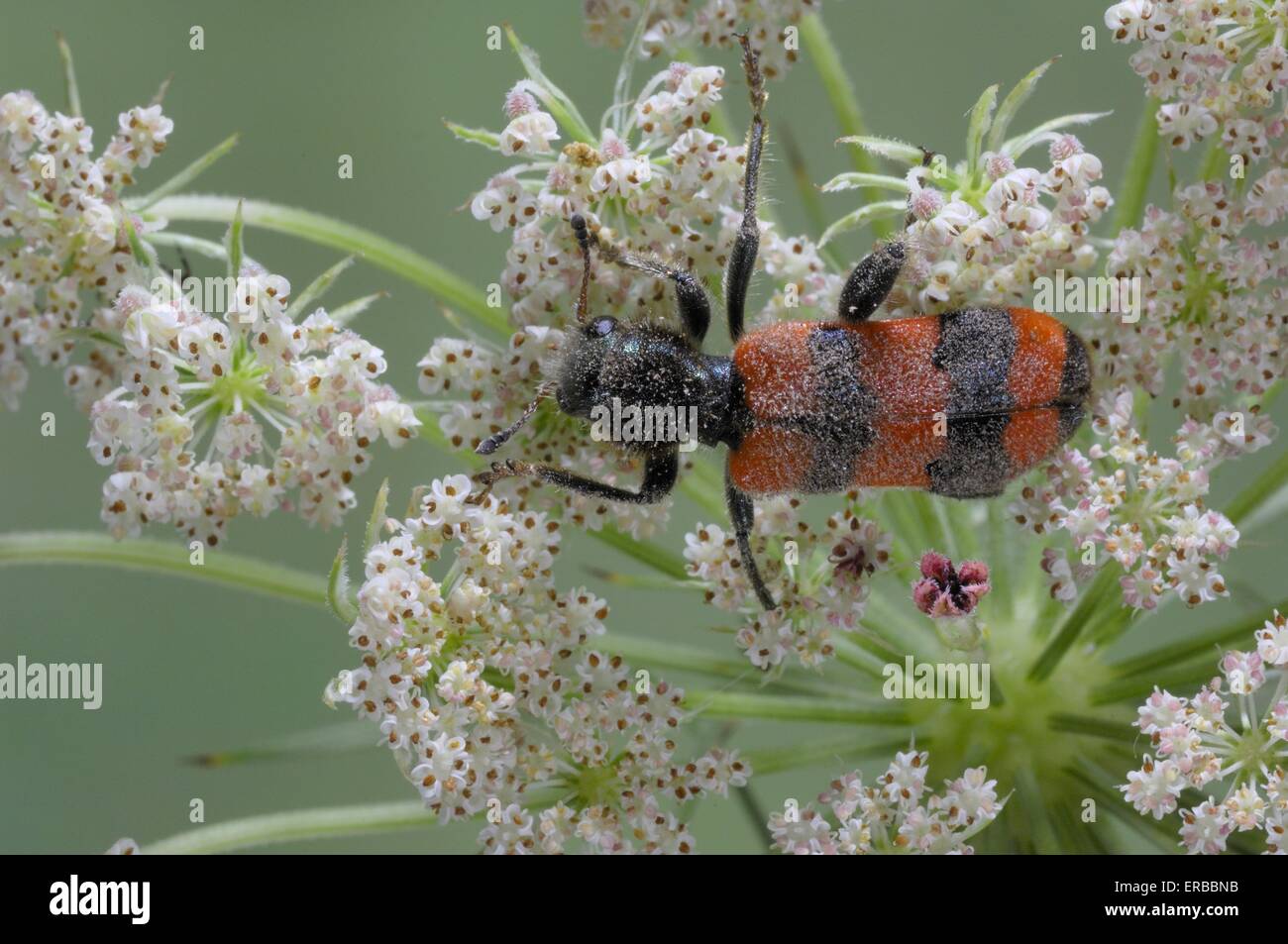 Bee beetle - Chequered beetle (Trichodes apiarius) on flower Vaucluse ...