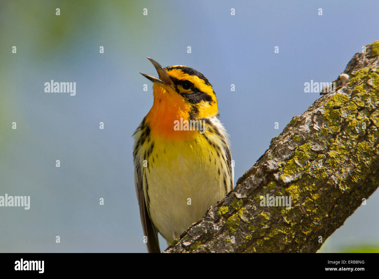 Blackburnian Warbler (Setophaga fusca) During the Spring migration ...