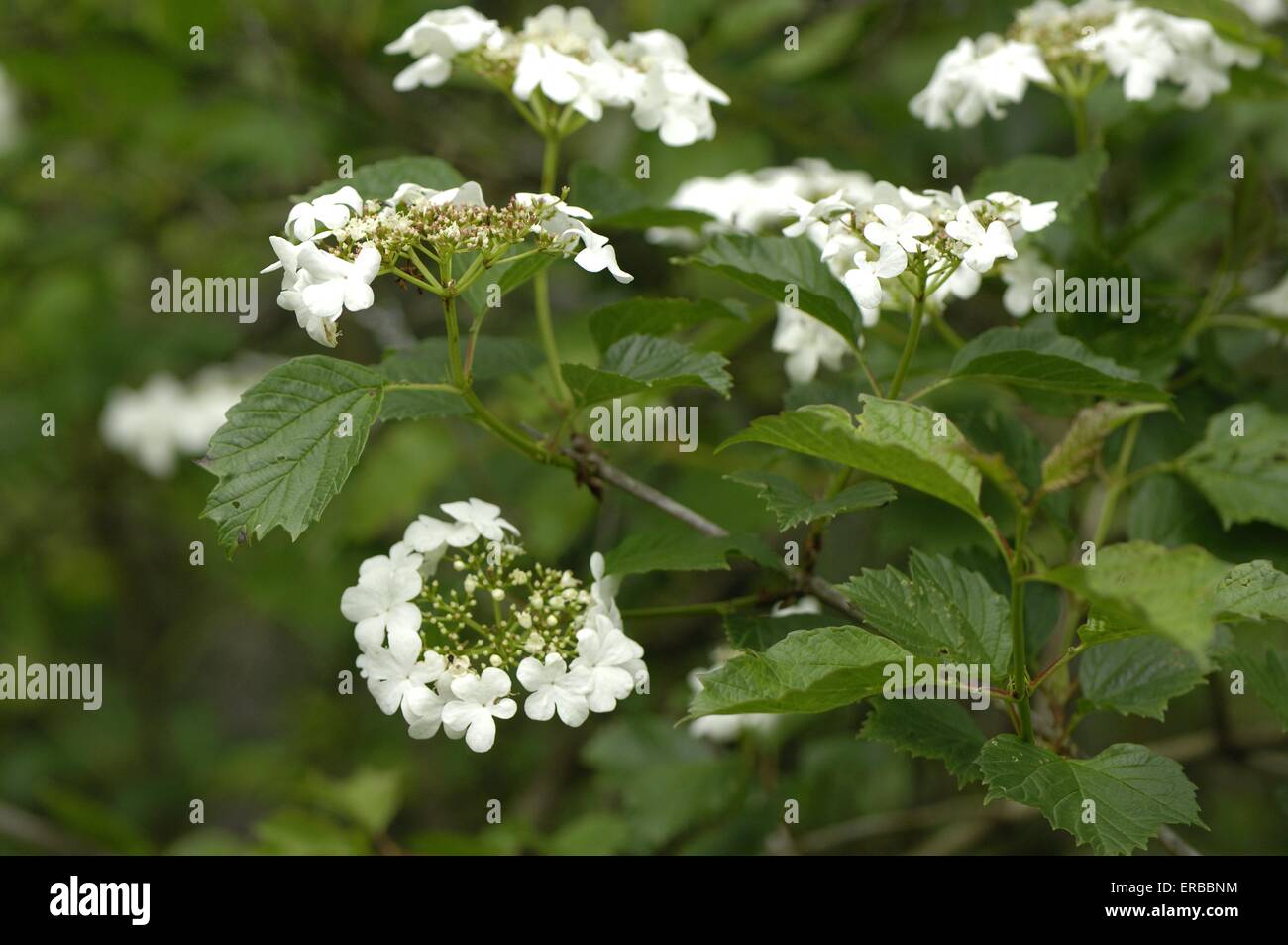 European Cranberry Bush - European Snowball tree - Guelder rose - Water ...
