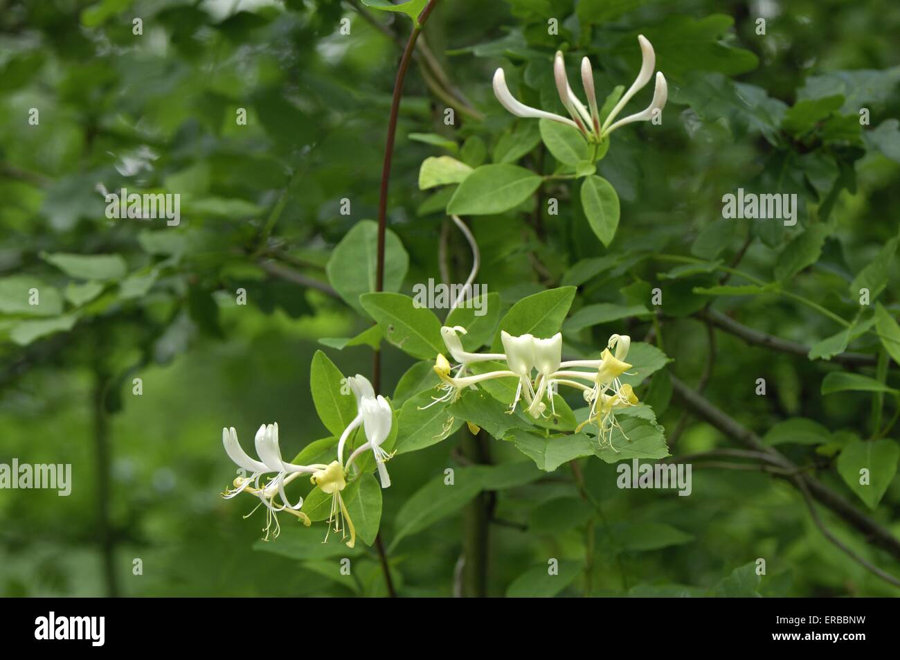 European Fly Honeysuckle - Dwarf Honeysuckle - Fly Woodbine (Lonicera ...