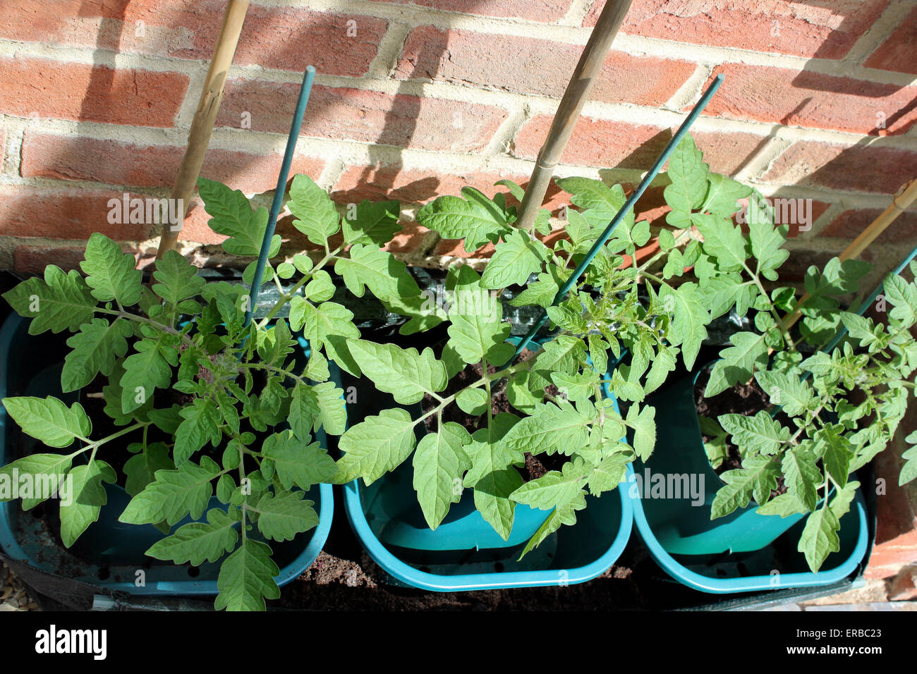 Ring culture tomatoes hi-res stock photography and images - Alamy