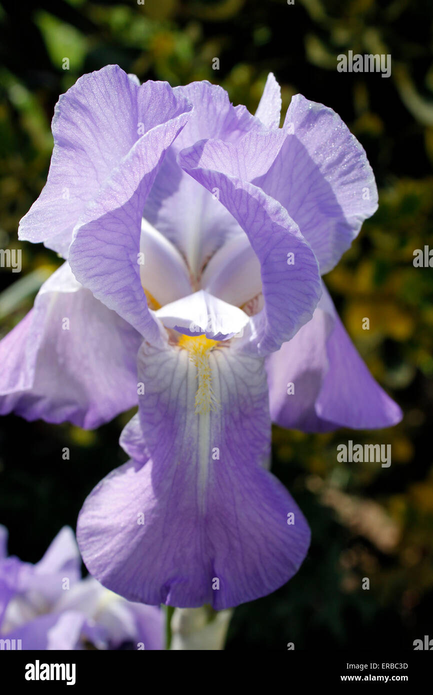 Stunning Old Fashioned Purple Bearded Iris Stock Photo - Alamy