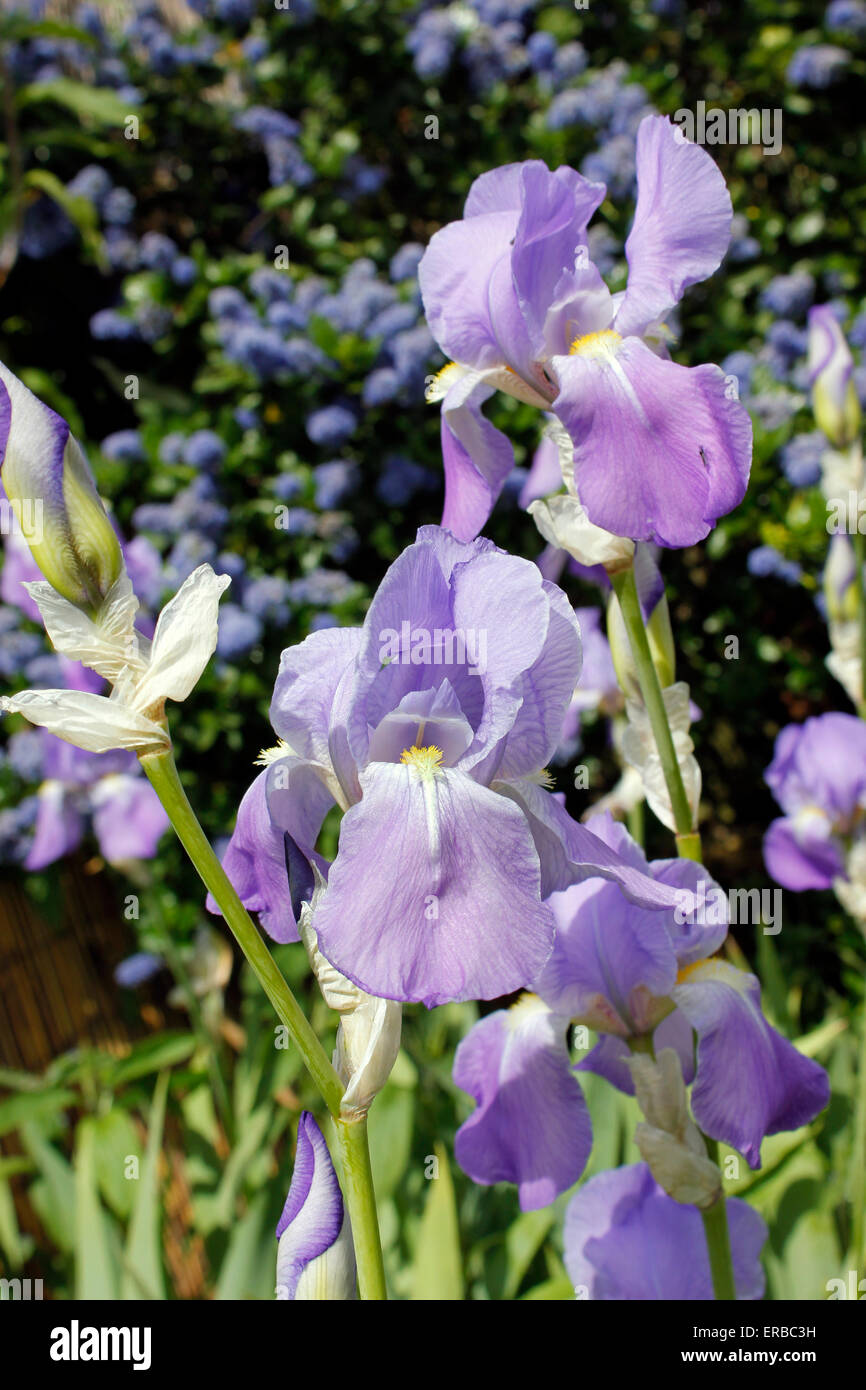 Old Fashioned Purple Bearded Iris Stock Photo - Alamy