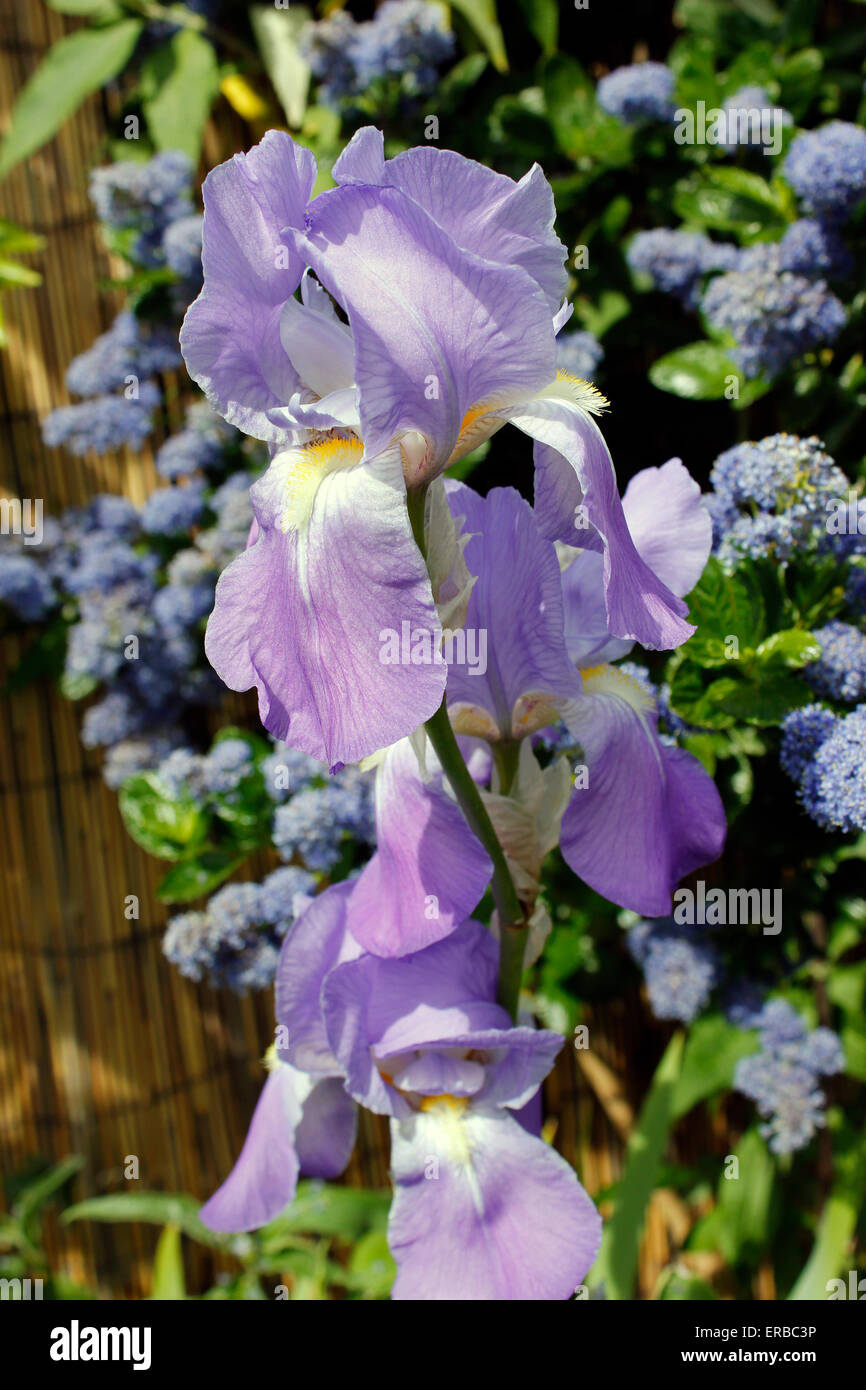 Bearded iris buds hi-res stock photography and images - Alamy