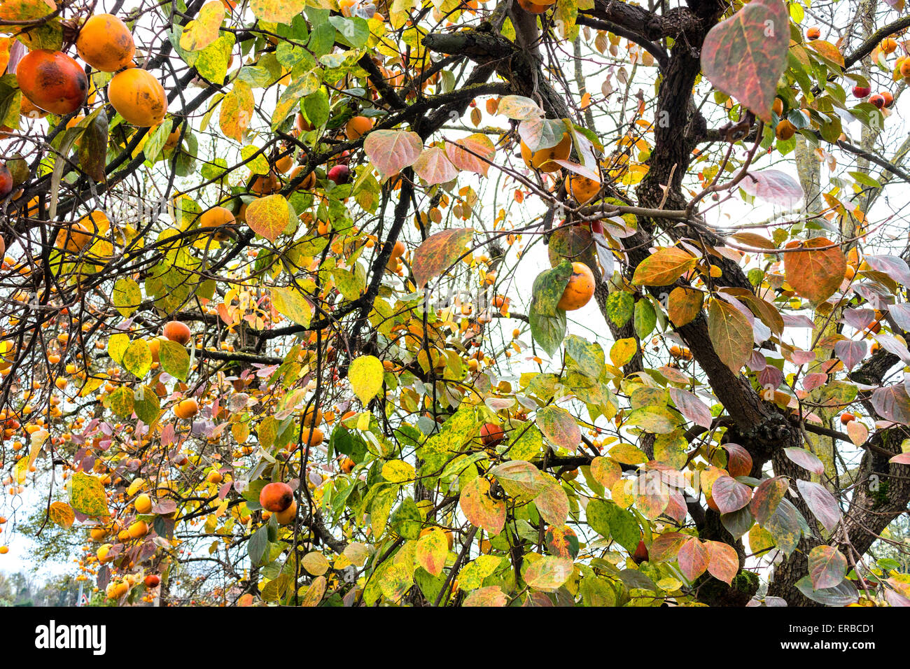 Persimmon, Diospyros kaki, tree: brown branches and orange fruit among ...