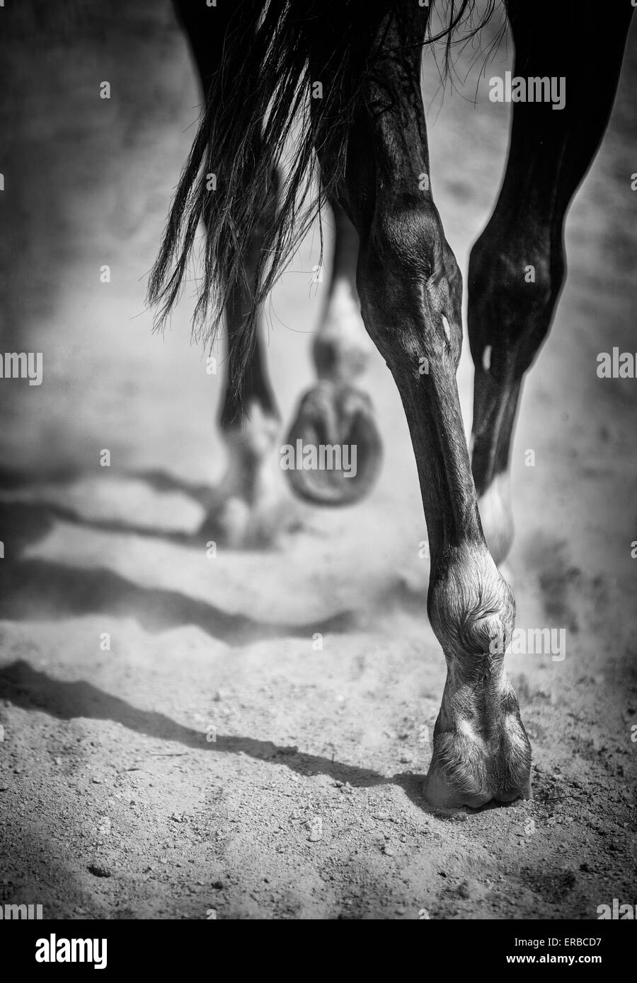 Horse legs hi-res stock photography and images - Alamy