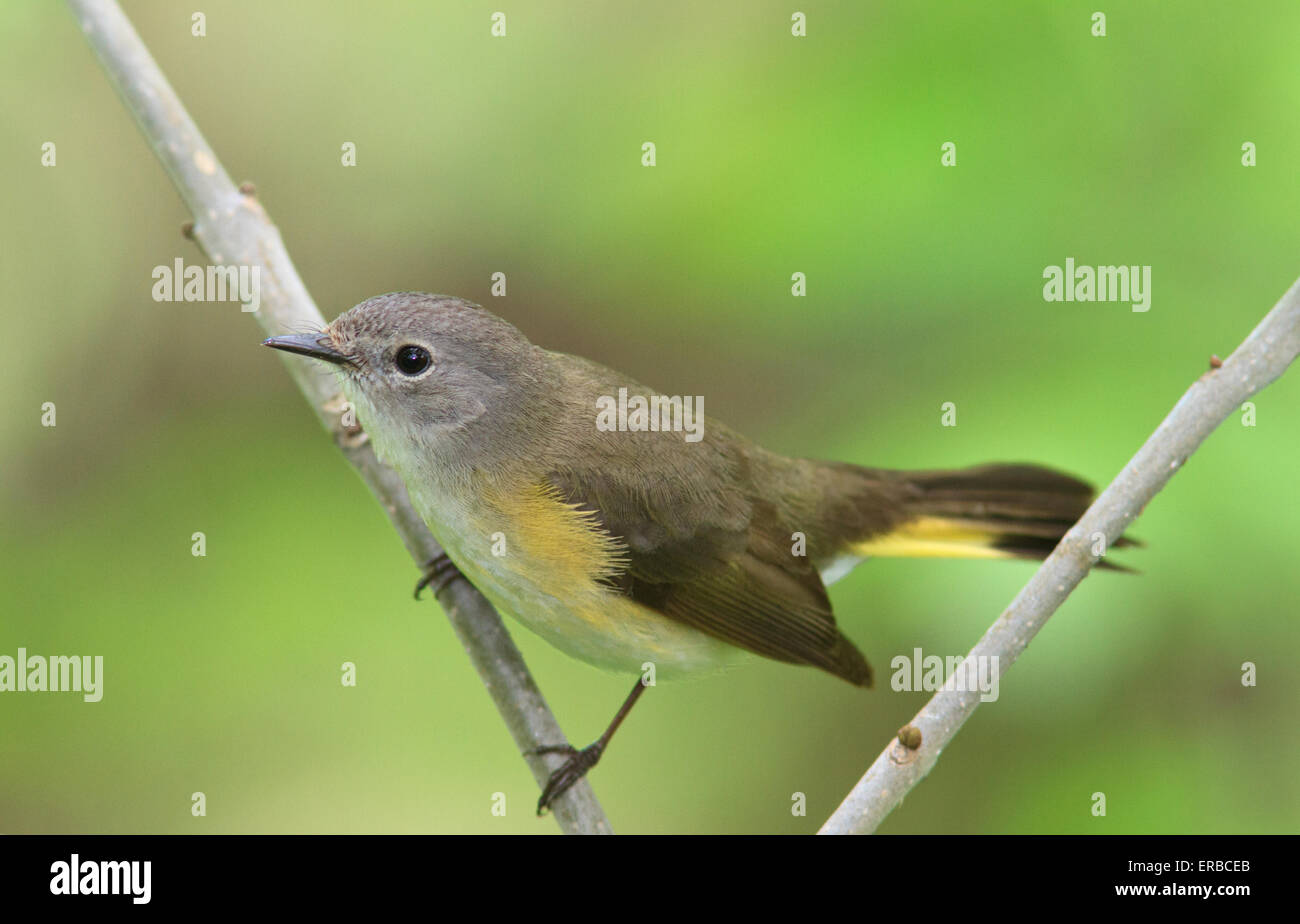 Female American Redstart (Setophaga ruticilla) during the Spring ...