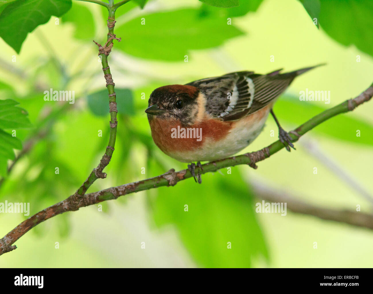 Bay-breasted Warbler (Setophaga castanea) during the Spring migration ...