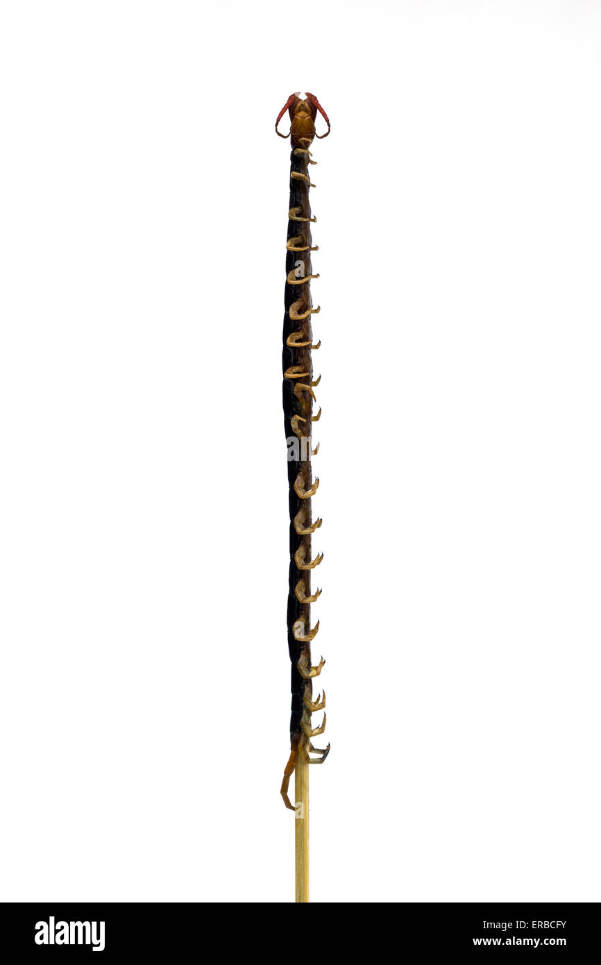 Fried Centipedes High Resolution Stock Photography and Images - Alamy