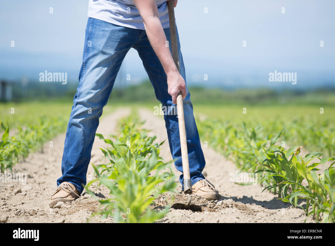 The worker hoeing the young corn field Stock Photo - Alamy