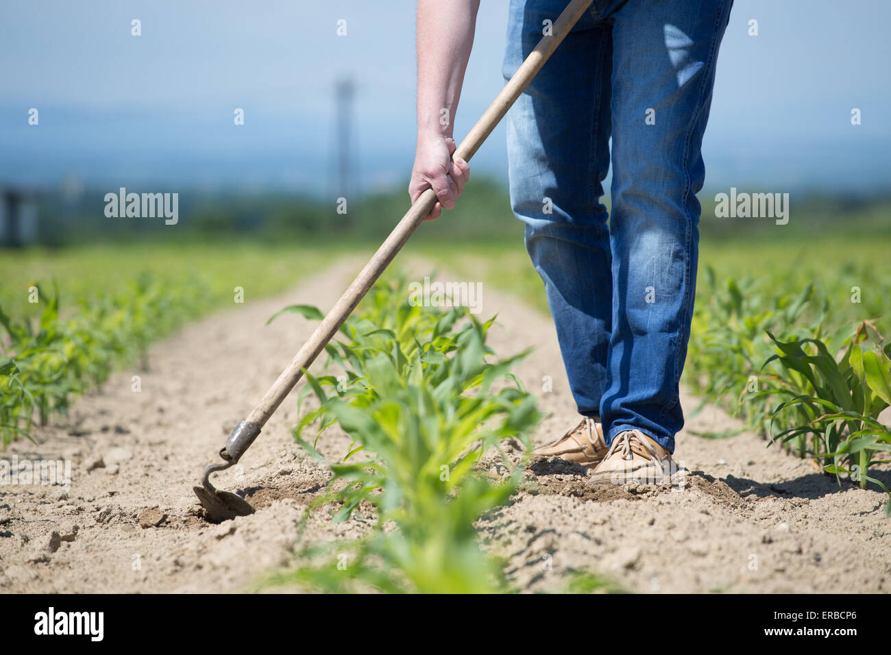 The worker hoeing the young corn field Stock Photo - Alamy