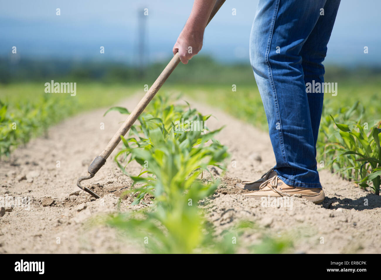 Workers Hoeing A Garden