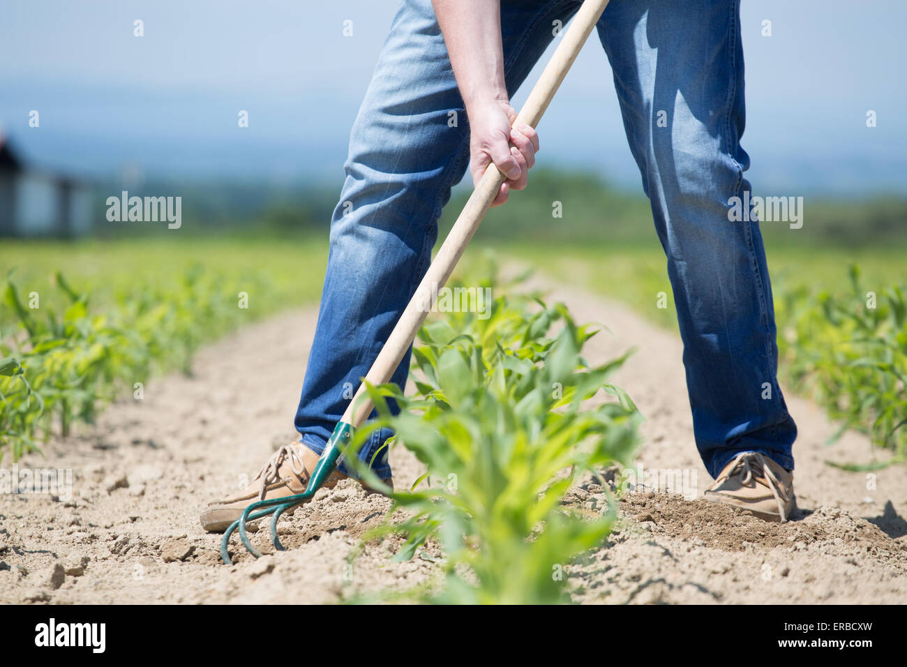 The worker hoeing the young corn field Stock Photo - Alamy