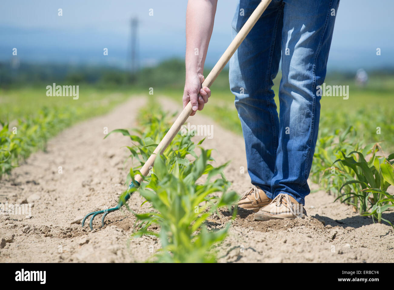 The worker hoeing the young corn field Stock Photo - Alamy