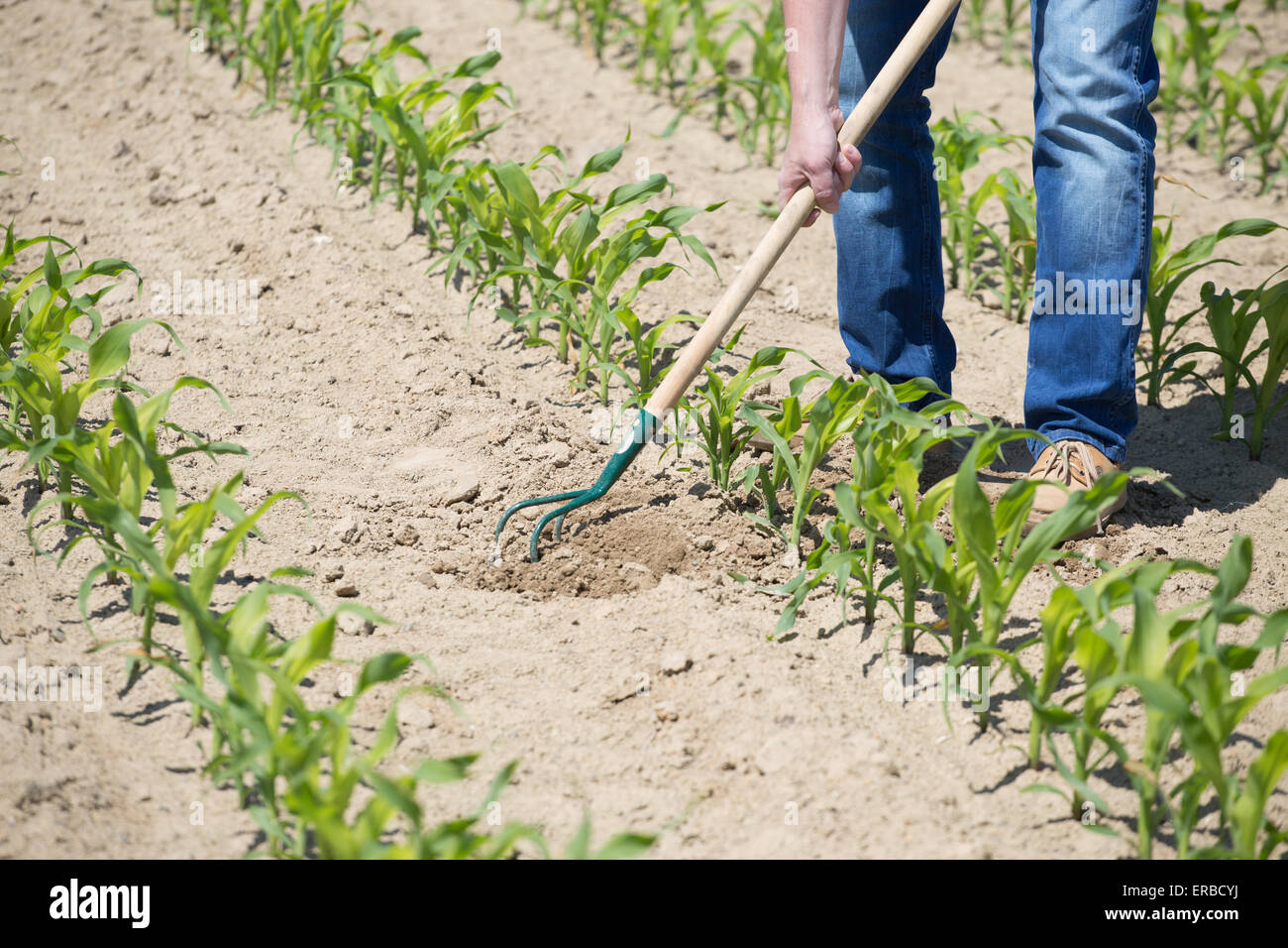 The worker hoeing the young corn field Stock Photo - Alamy