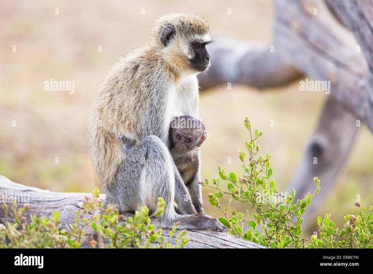 African monkey and her baby sits together Stock Photo - Alamy